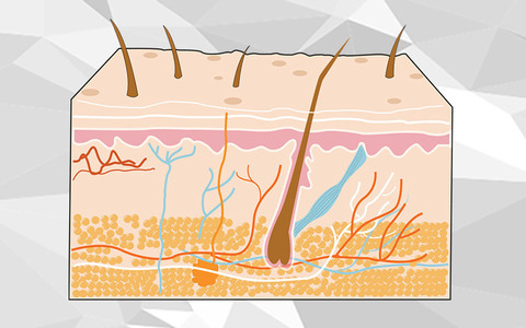 The basic structure of the skin video tutorial