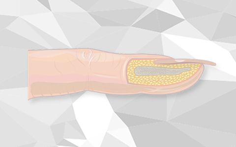 Lecture on the basic structure of the nail